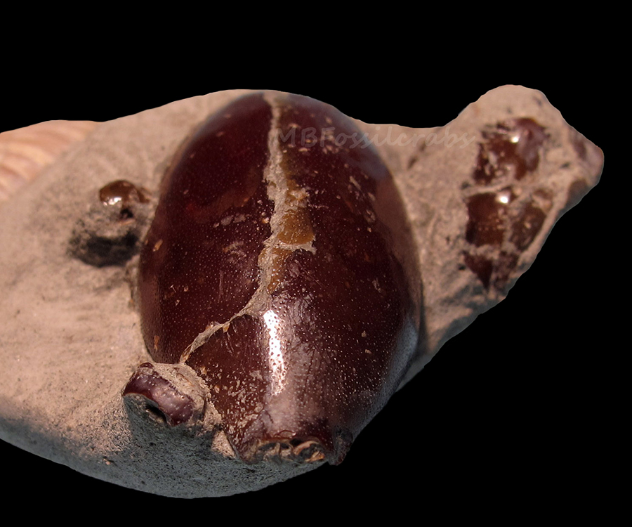 Raninoidea by MB fossil crabs
