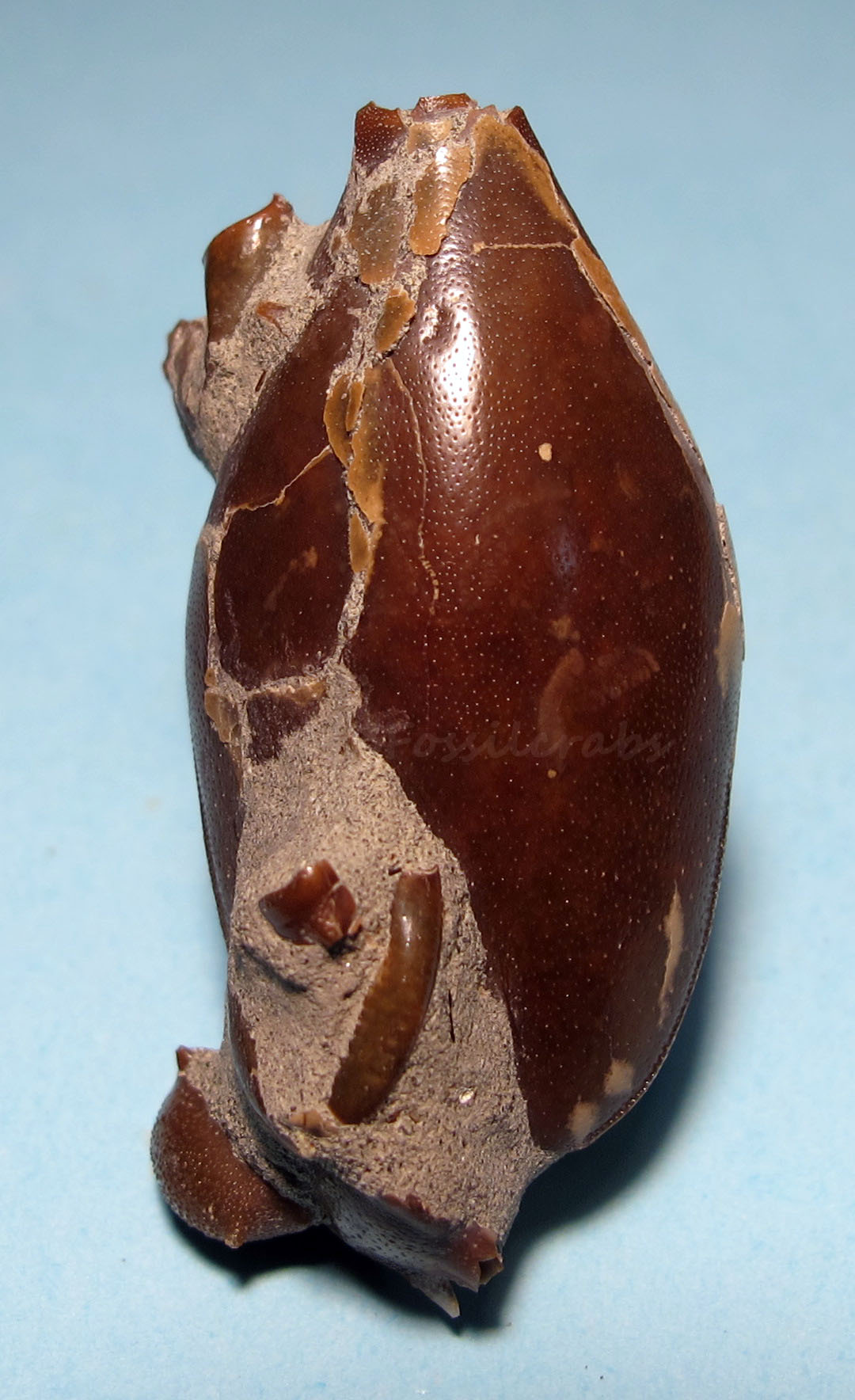 Raninoidea by MB fossil crabs