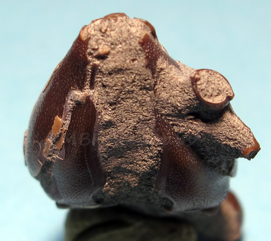 Raninoidea by MB fossil crabs