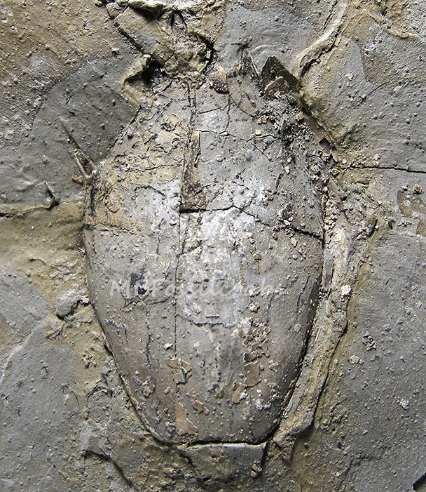 Raninoidea by MB fossil crabs