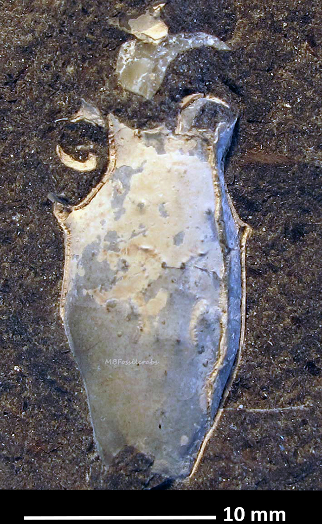 Raninoidea by MB fossil crabs