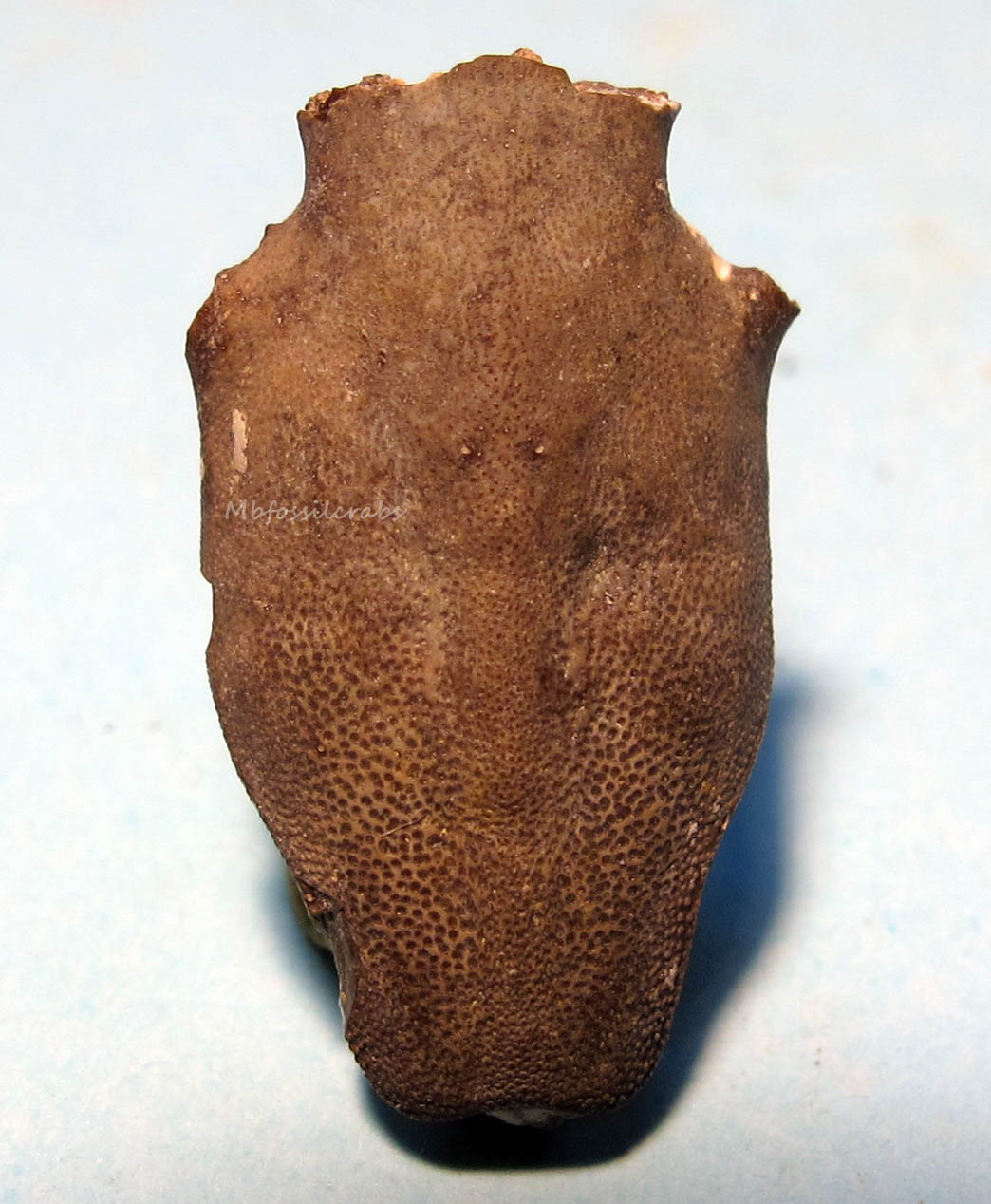 Raninoidea by MB fossil crabs