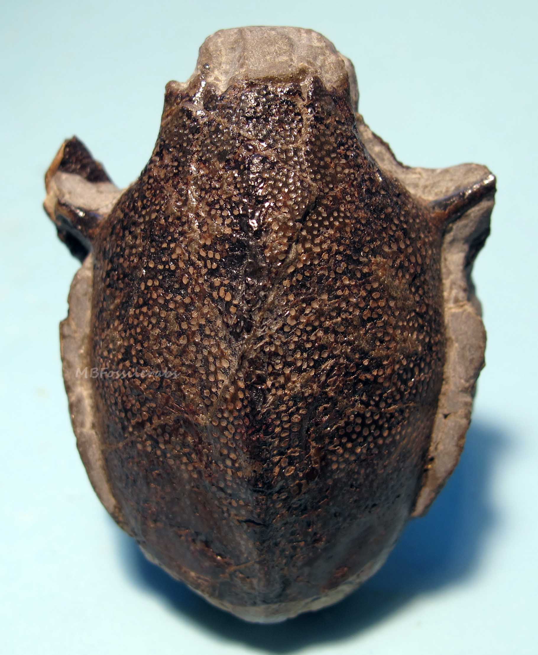 Raninoidea by MB fossil crabs