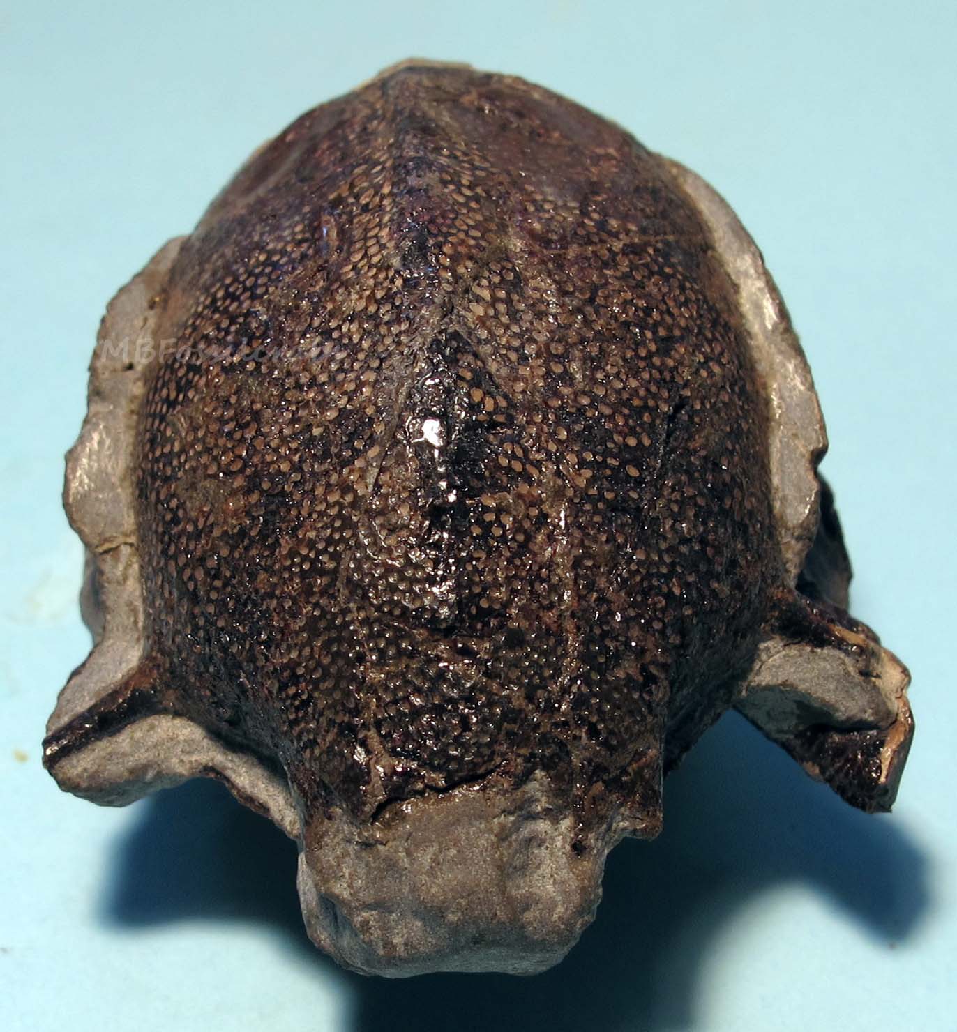 Raninoidea by MB fossil crabs