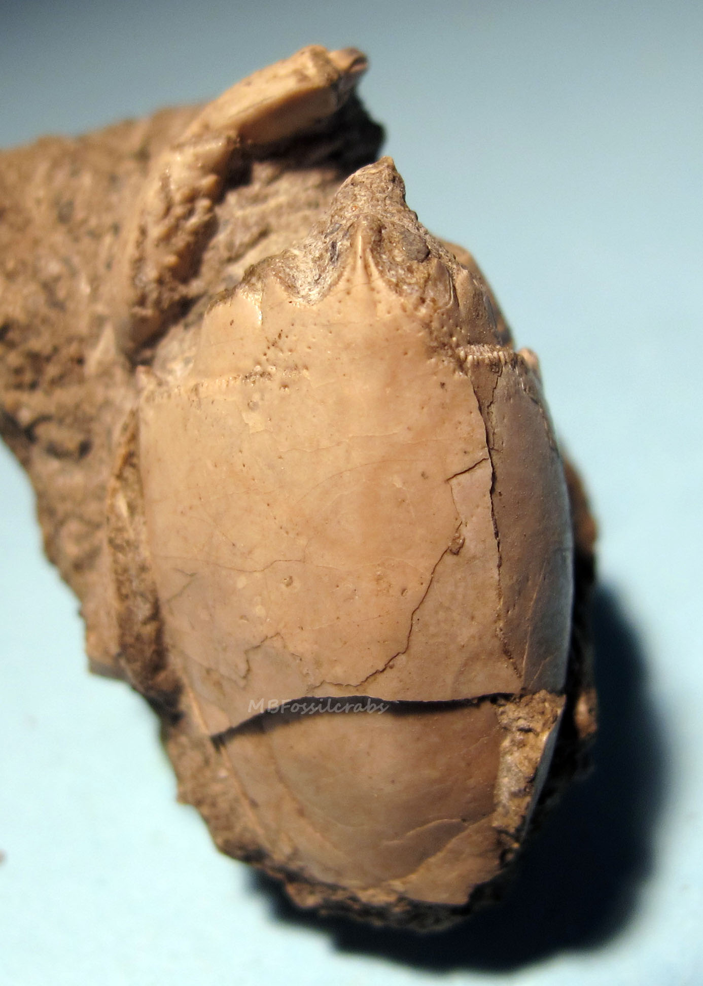 Raninoidea by MB fossil crabs