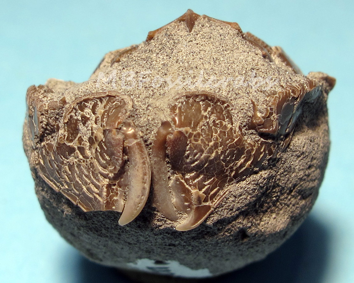 Raninoidea by MB fossil crabs