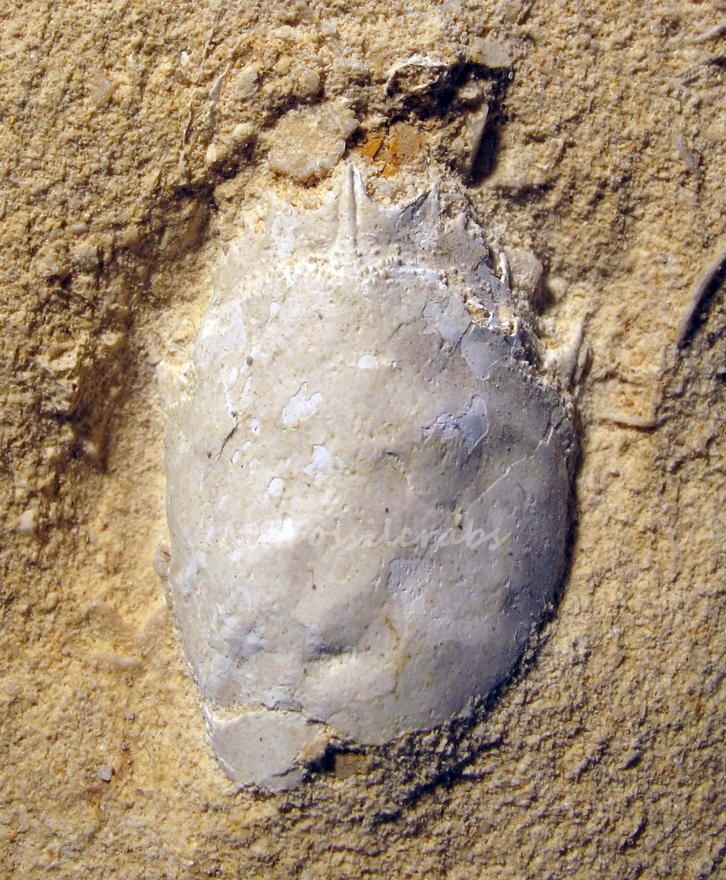 Raninoidea by MB fossil crabs