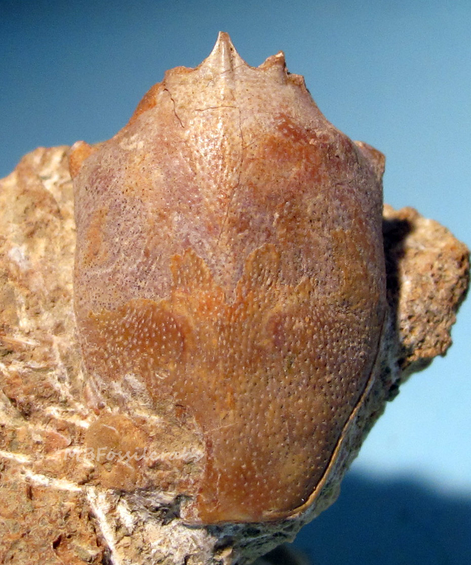 Raninoidea by MB fossil crabs