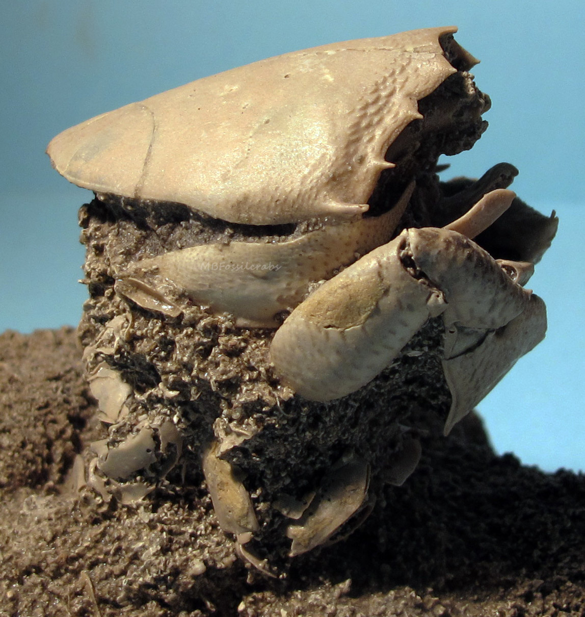 Raninoidea by MB fossil crabs