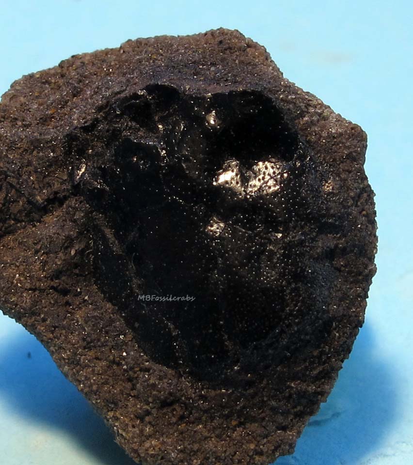 Raninoidea by MB fossil crabs