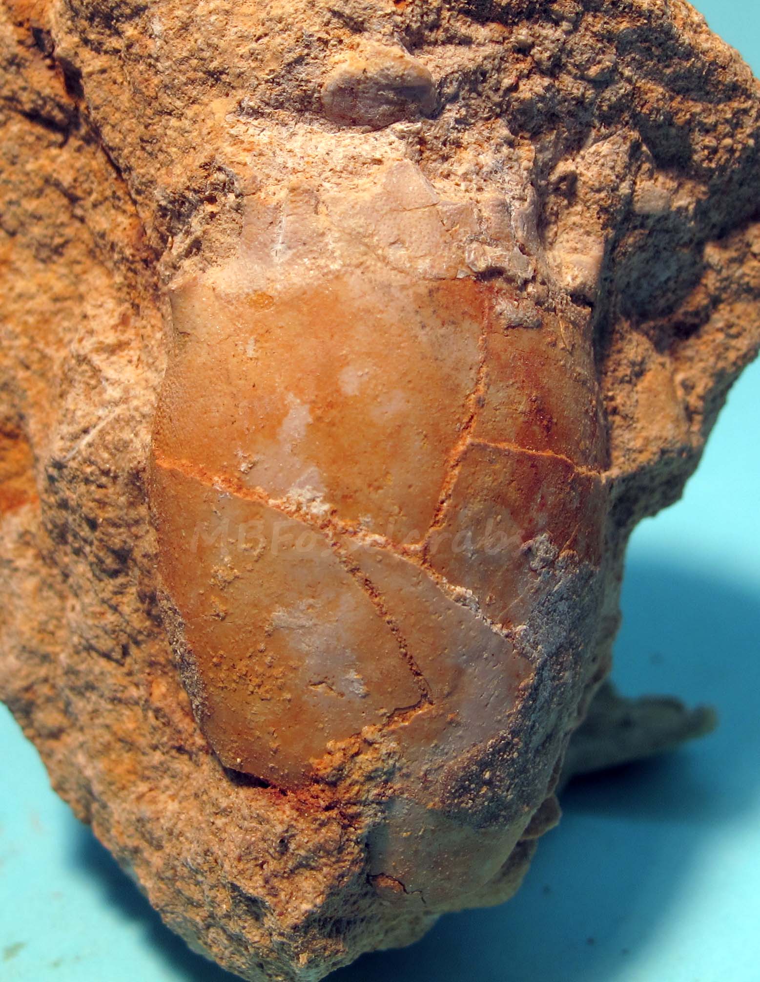 Raninoidea by MB fossil crabs