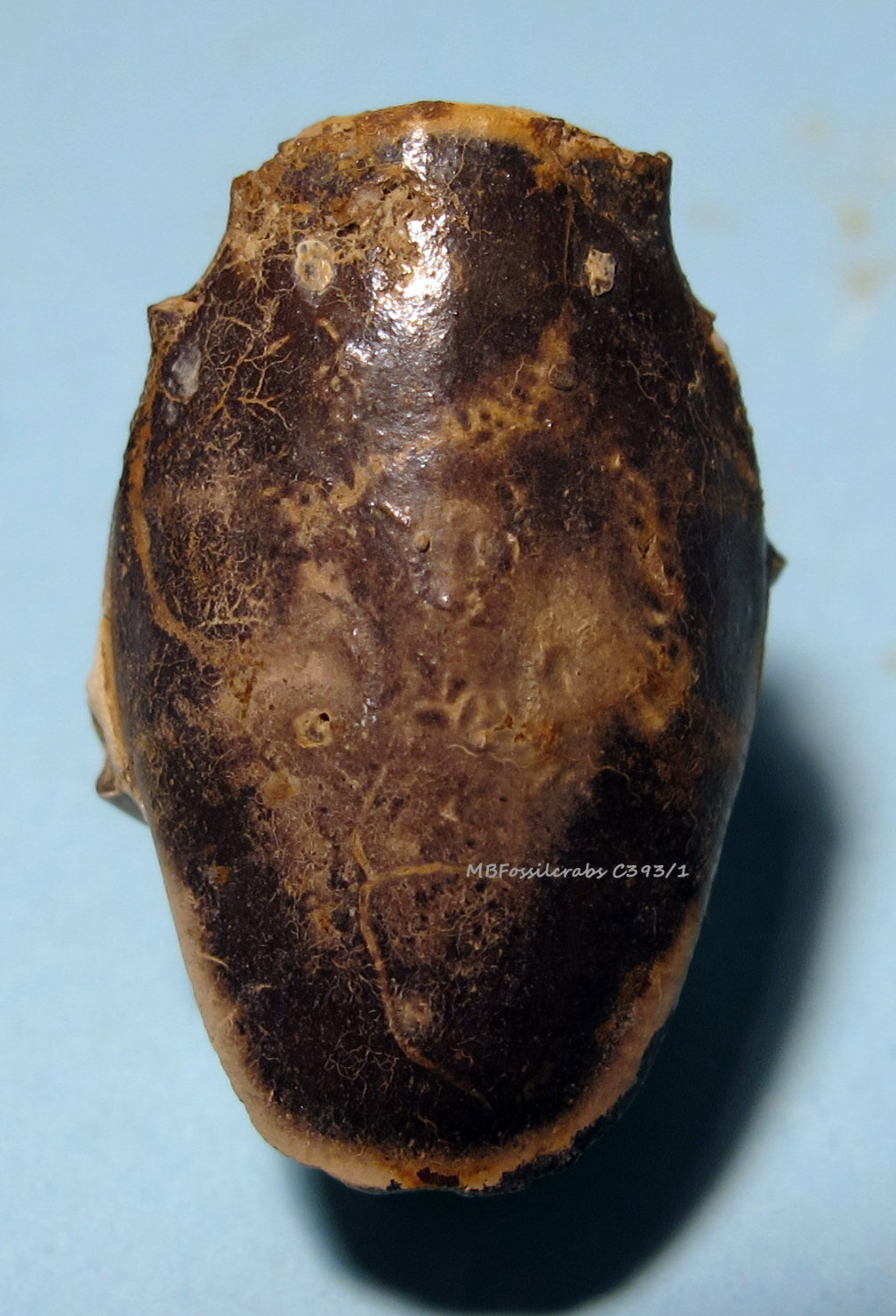 Raninoidea by MB fossil crabs