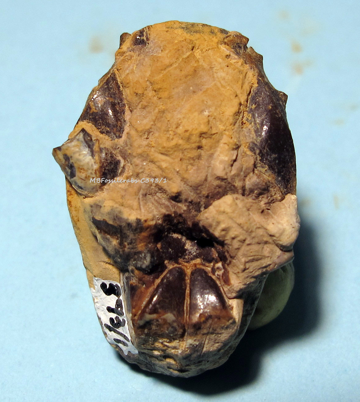 Raninoidea by MB fossil crabs