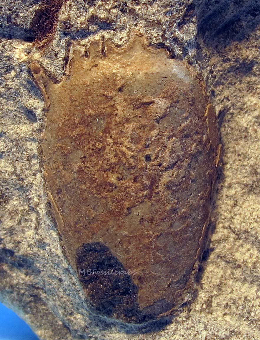 Raninoidea by MB fossil crabs