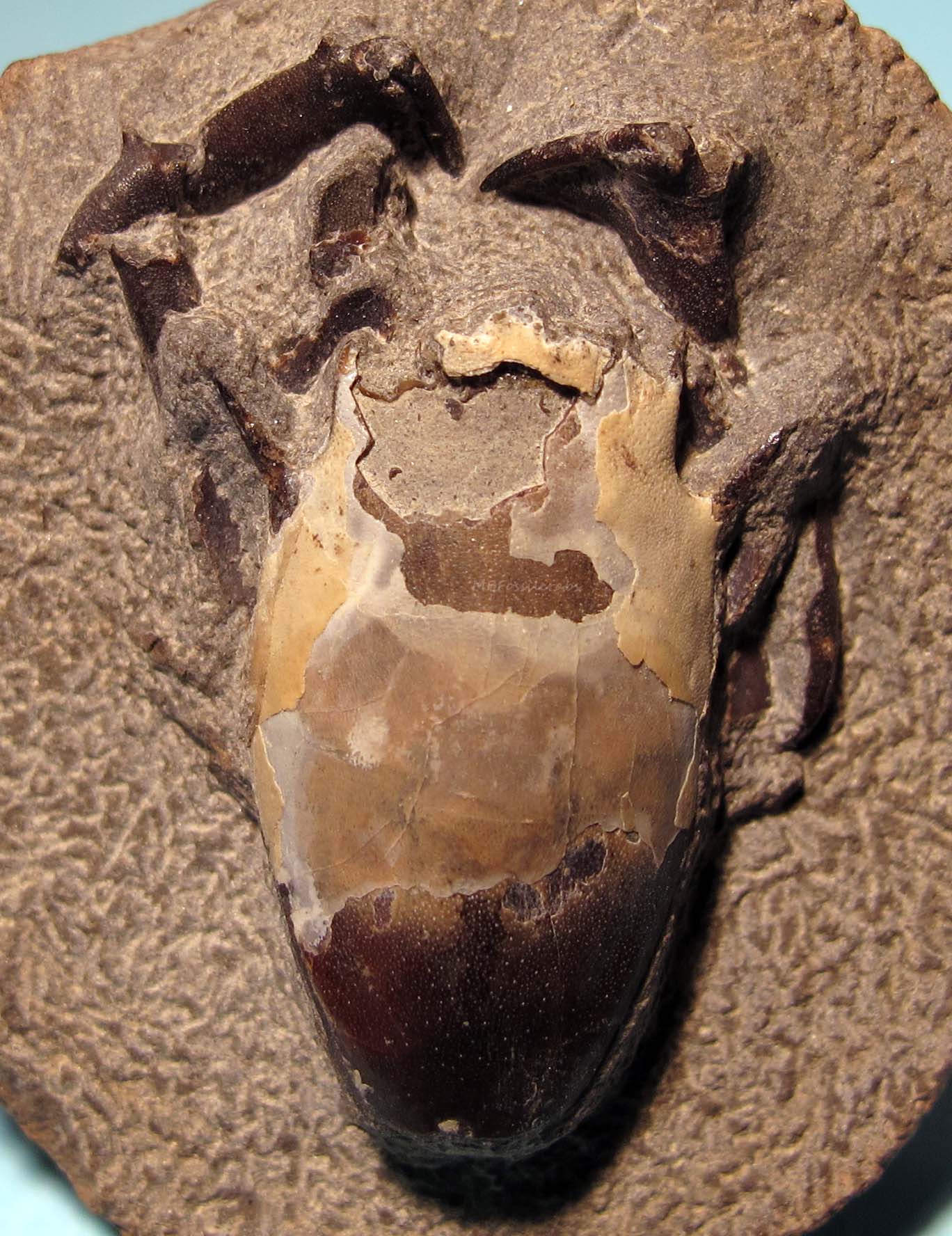 Raninoidea by MB fossil crabs