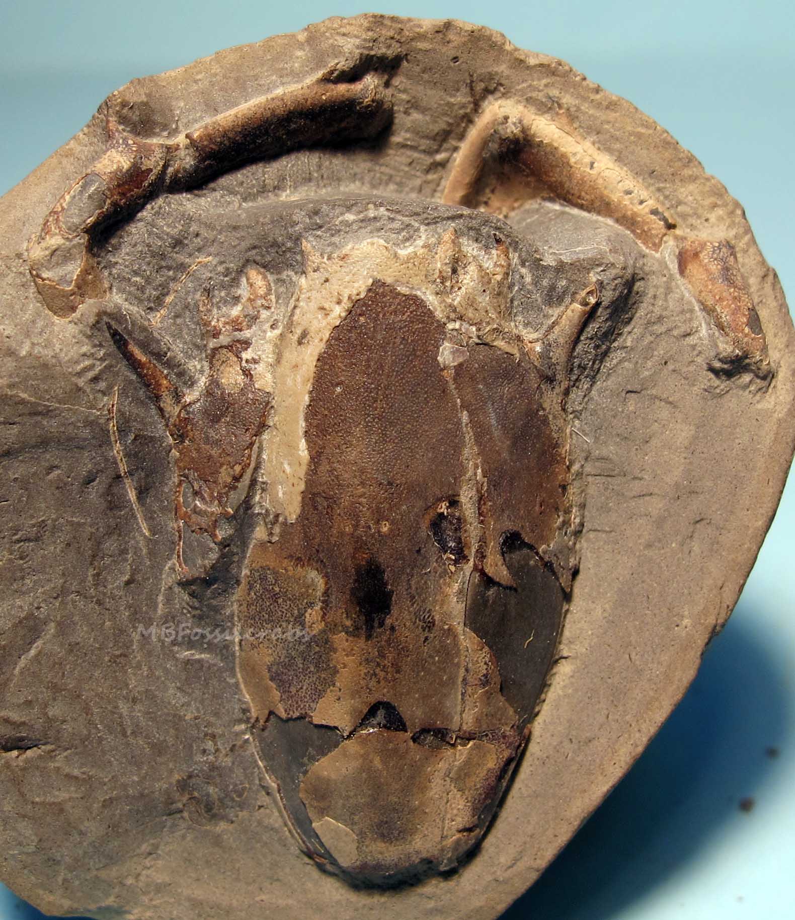 Raninoidea by MB fossil crabs