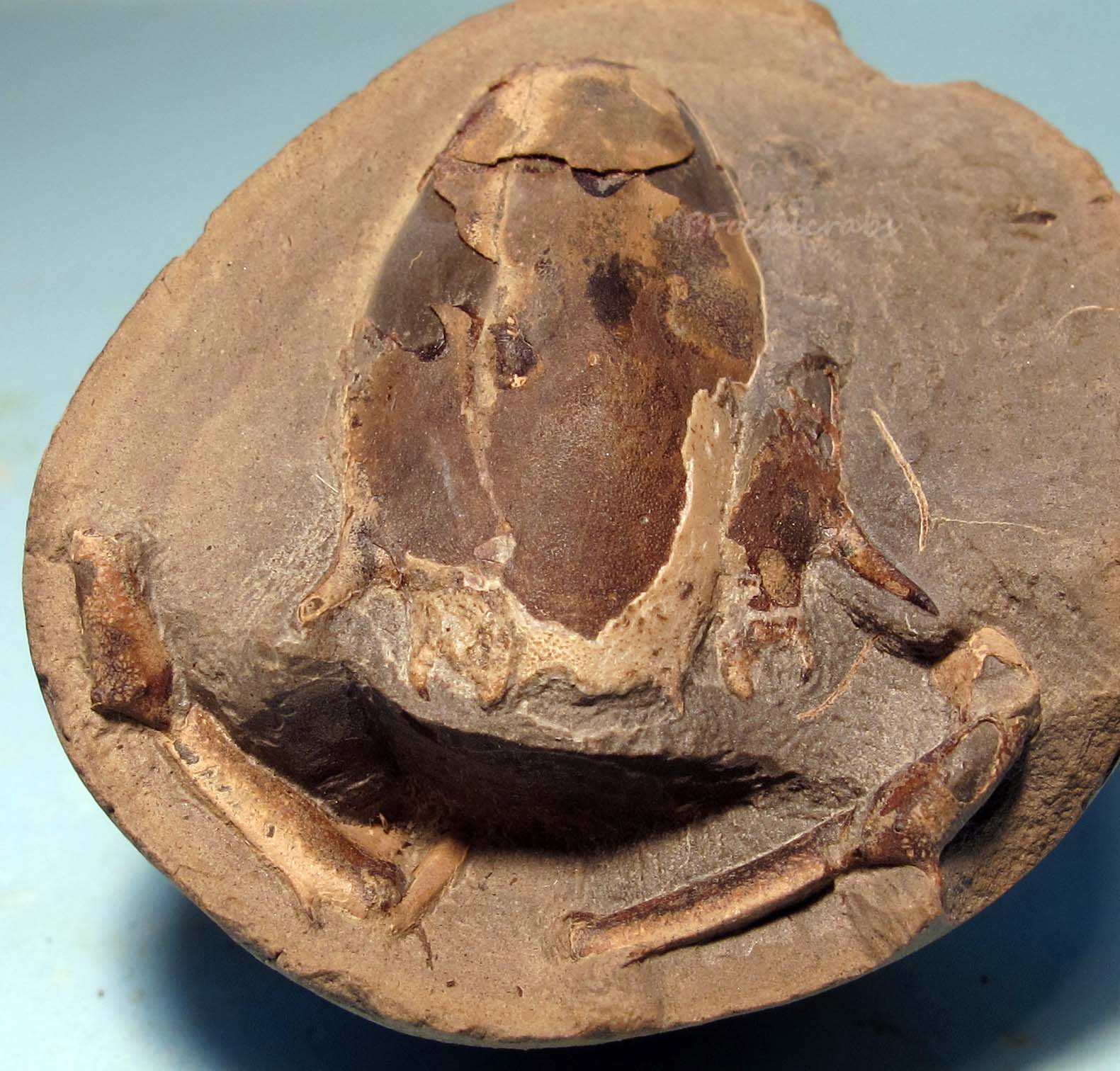 Raninoidea by MB fossil crabs