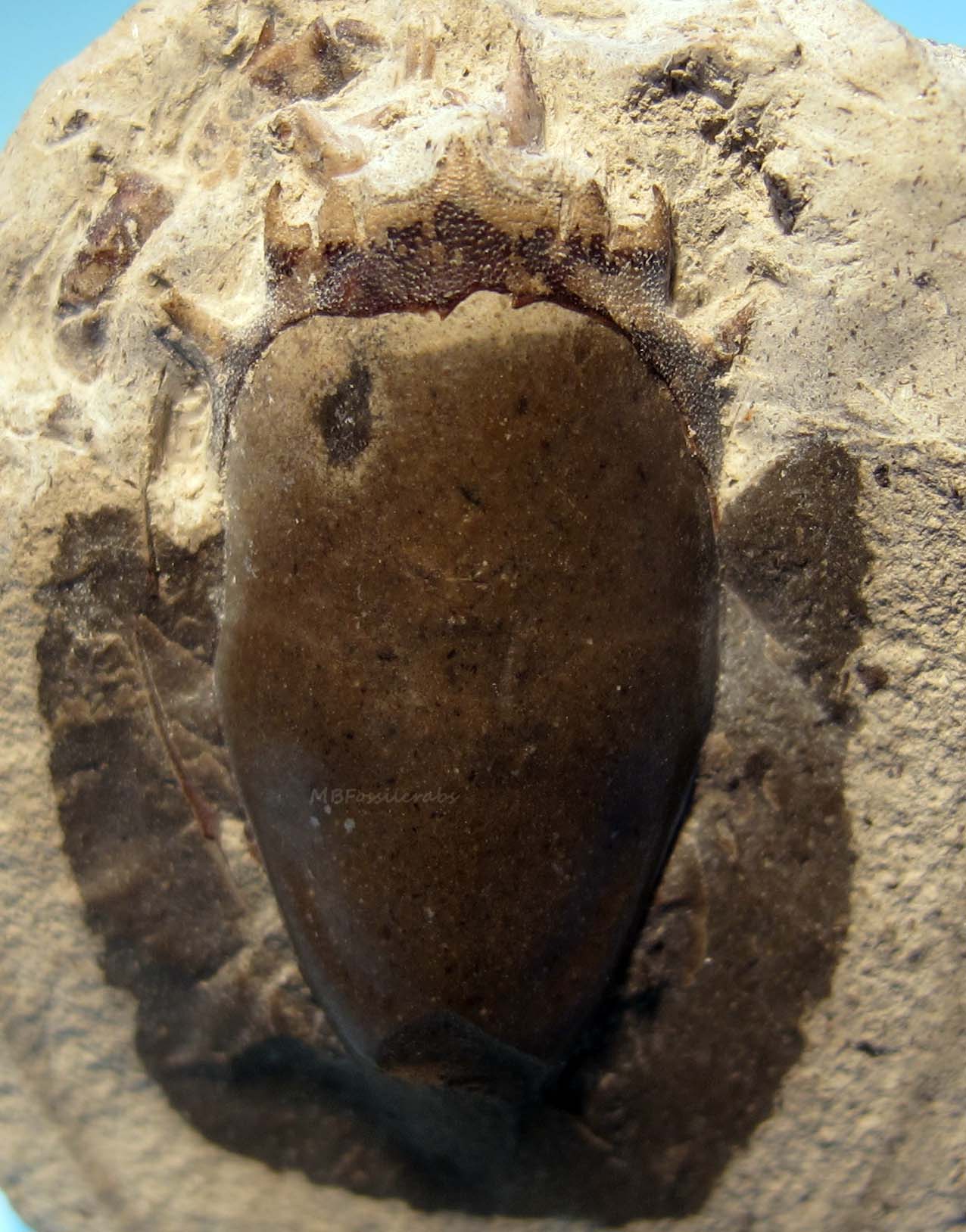 Raninoidea by MB fossil crabs