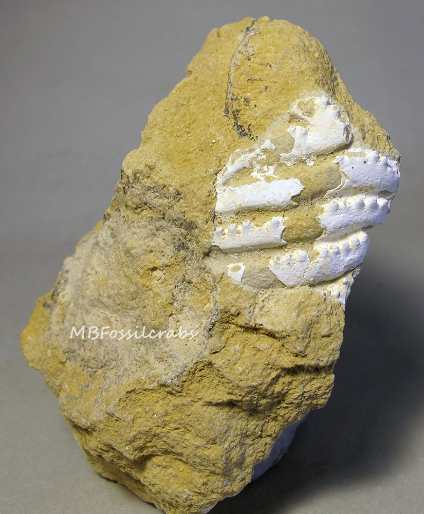 Raninoidea by MB fossil crabs