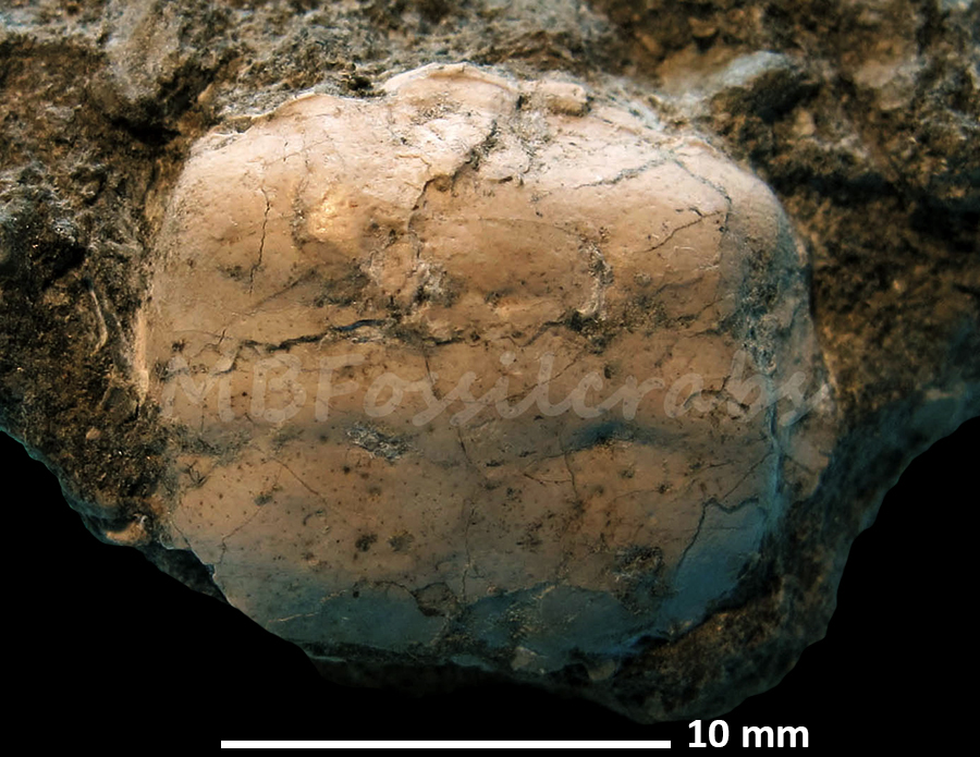 Xanthoidea by MB fossil crabs