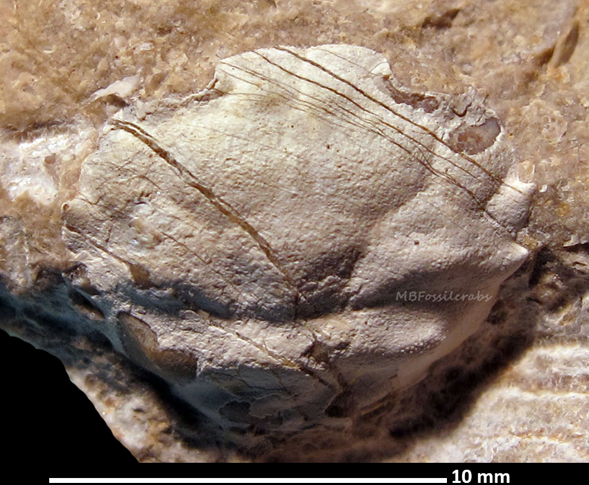 Xanthoidea by MB fossil crabs