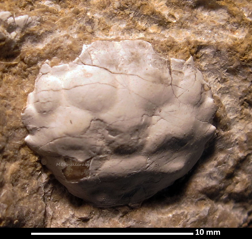 Xanthoidea by MB fossil crabs