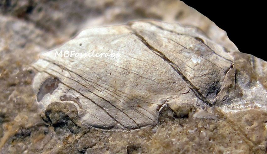 Xanthoidea by MB fossil crabs