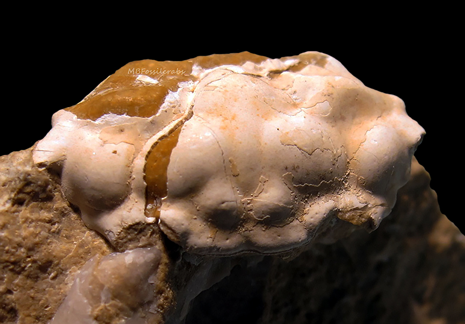 Xanthoidea by MB fossil crabs