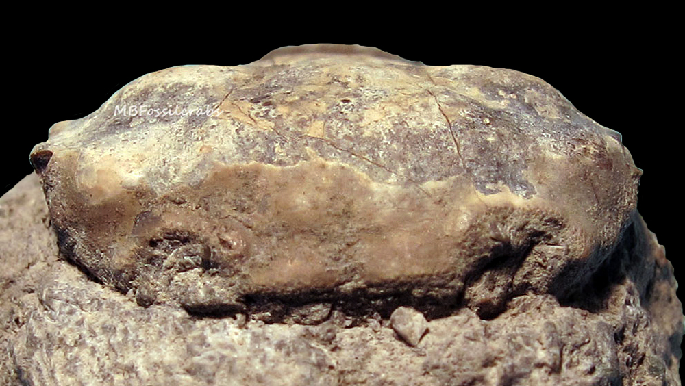 Xanthoidea by MB fossil crabs