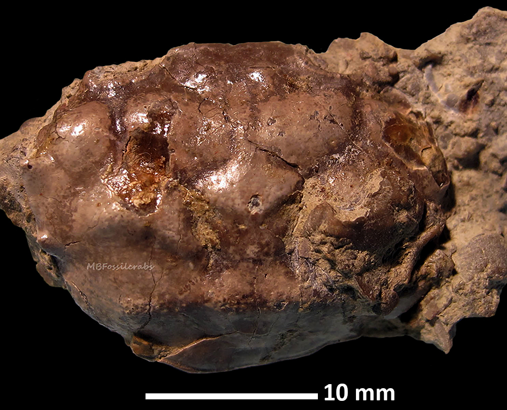 Xanthoidea by MB fossil crabs