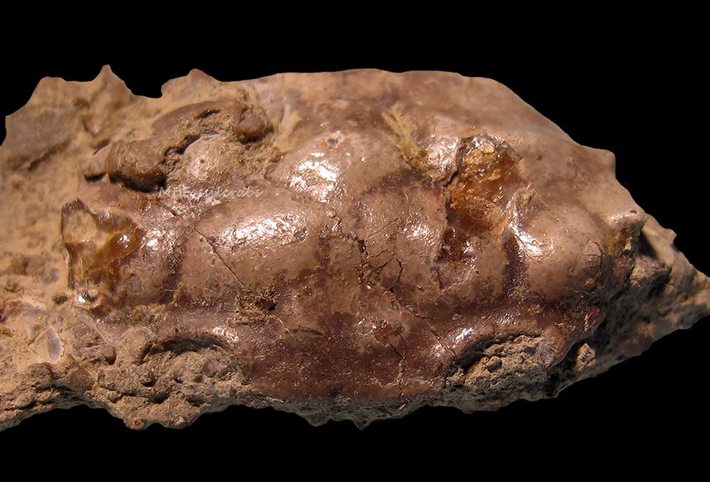 Xanthoidea by MB fossil crabs