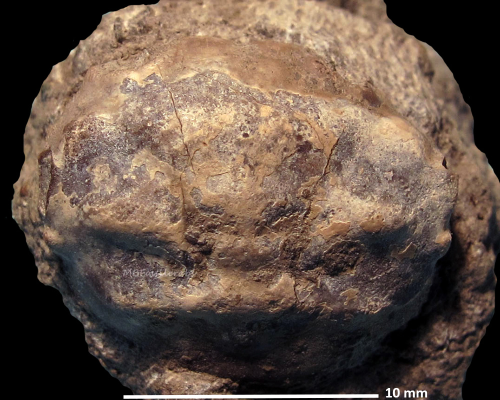 Xanthoidea by MB fossil crabs