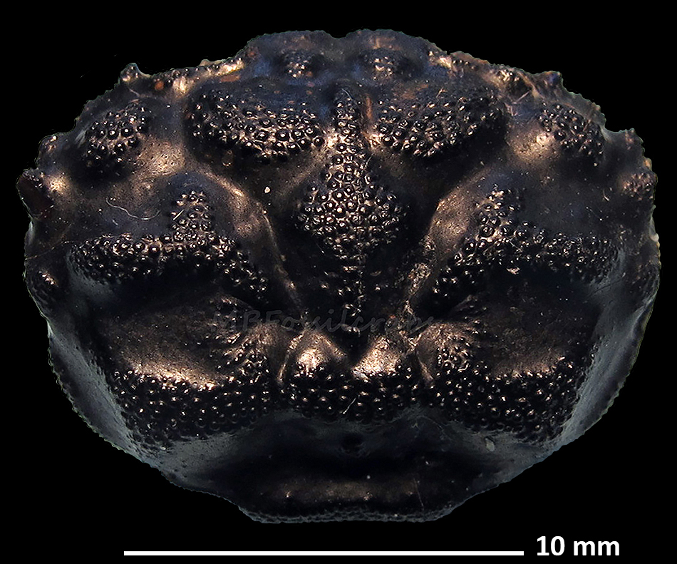 Xanthoidea by MB fossil crabs
