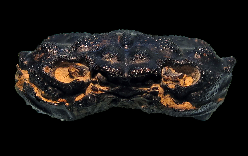 Xanthoidea by MB fossil crabs