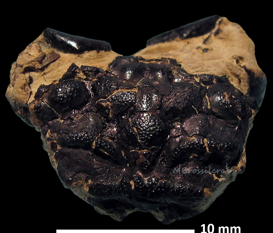 Xanthoidea by MB fossil crabs