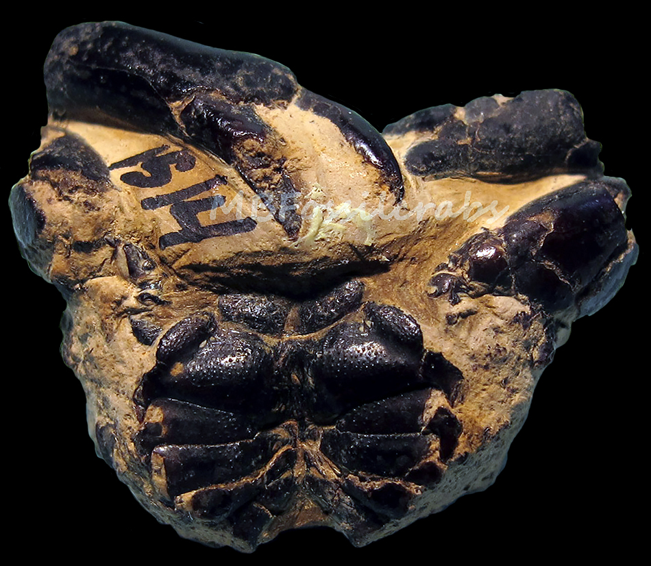 Xanthoidea by MB fossil crabs