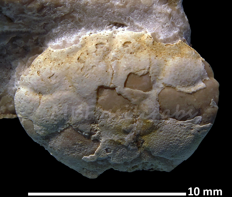 Xanthoidea by MB fossil crabs
