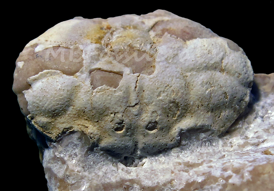 Xanthoidea by MB fossil crabs