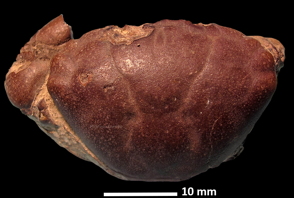 Xanthoidea by MB fossil crabs