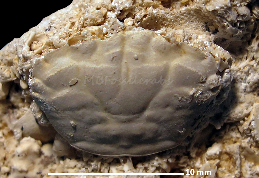Xanthoidea by MB fossil crabs