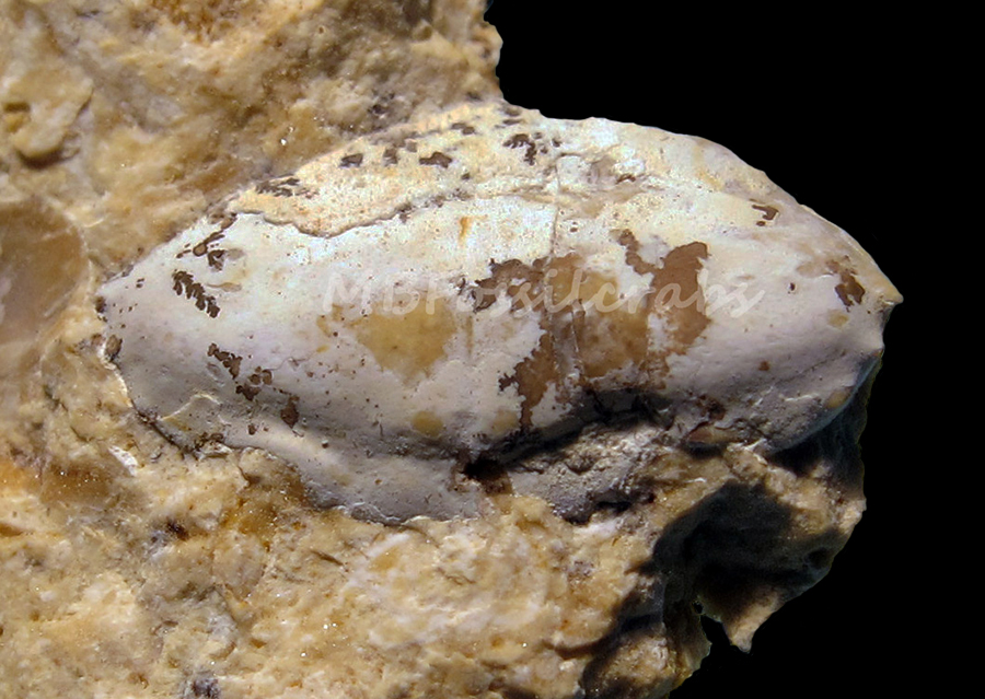 Xanthoidea by MB fossil crabs