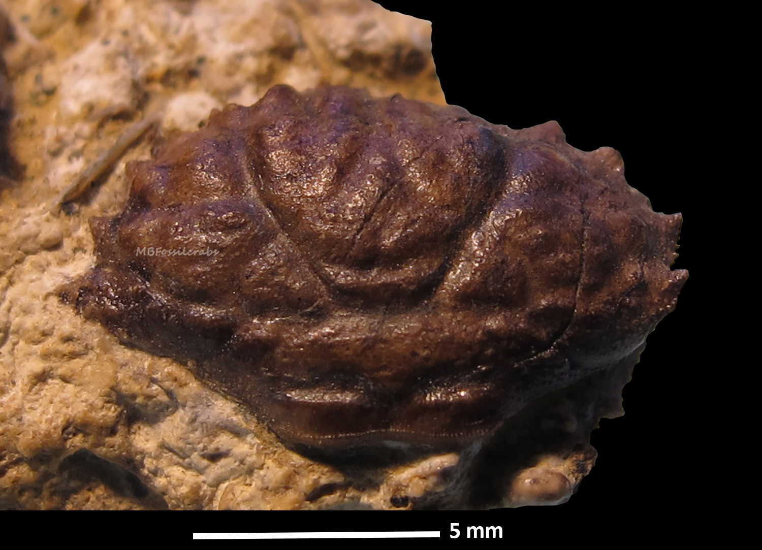 Xanthoidea by MB fossil crabs