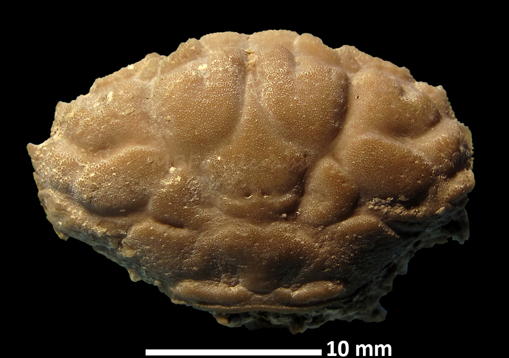 Xanthoidea by MB fossil crabs